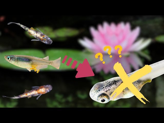 Feeding Ornamental Fish for Fry Protection: Essential Tips for Success ...