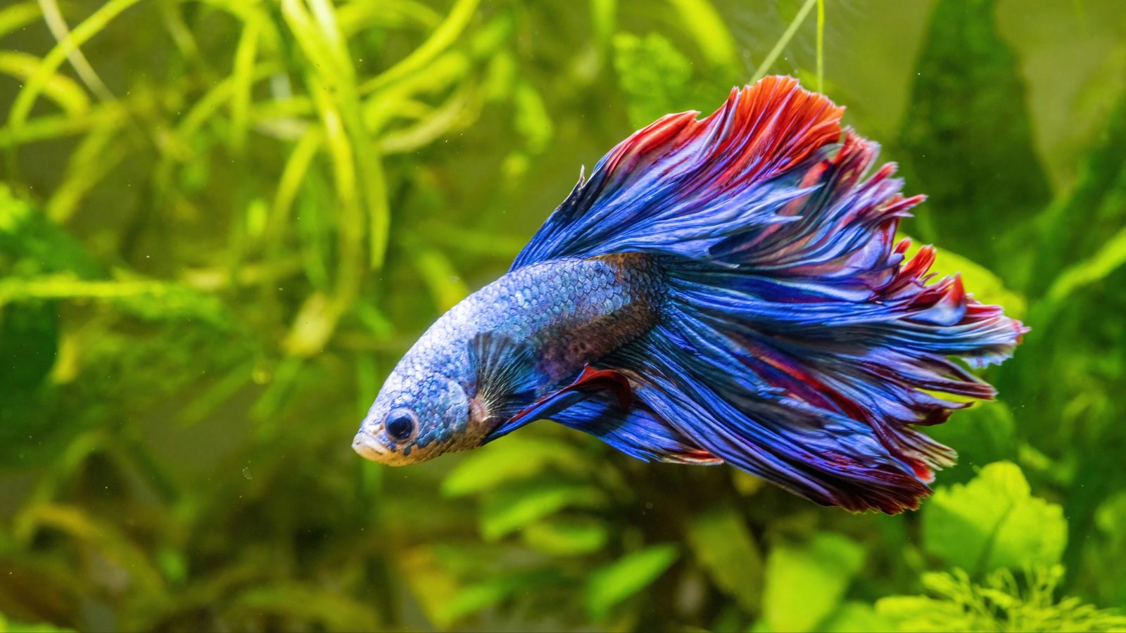 Feeding Ornamental Fish for Health Maintenance: Essential Tips - Top ...