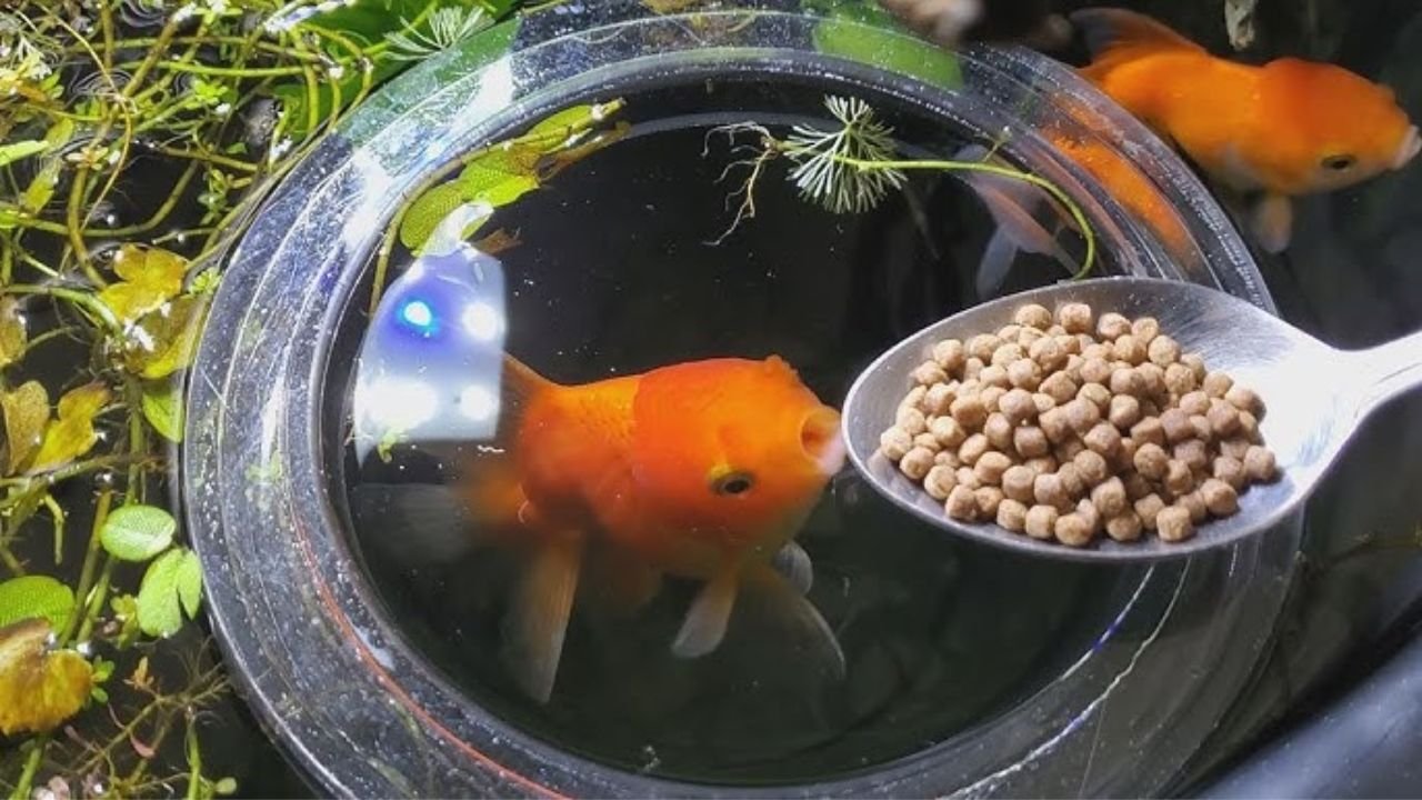 Feeding Ornamental Fish for Health: Essential Tips for Vibrant Life ...