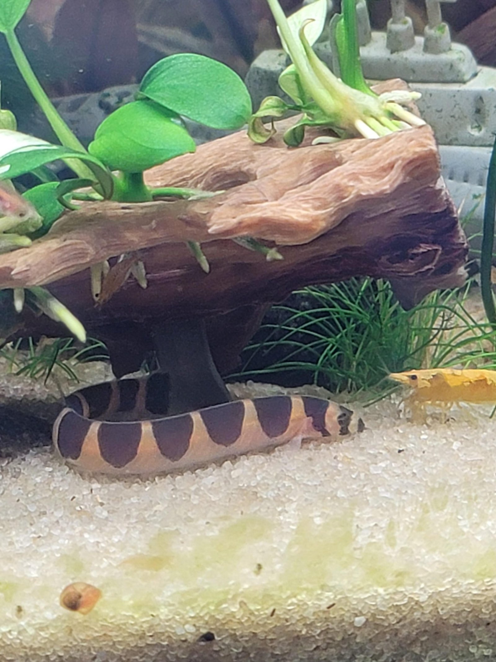 Feeding Ornamental Fish for Shy Species: Expert Tips Revealed - Top ...