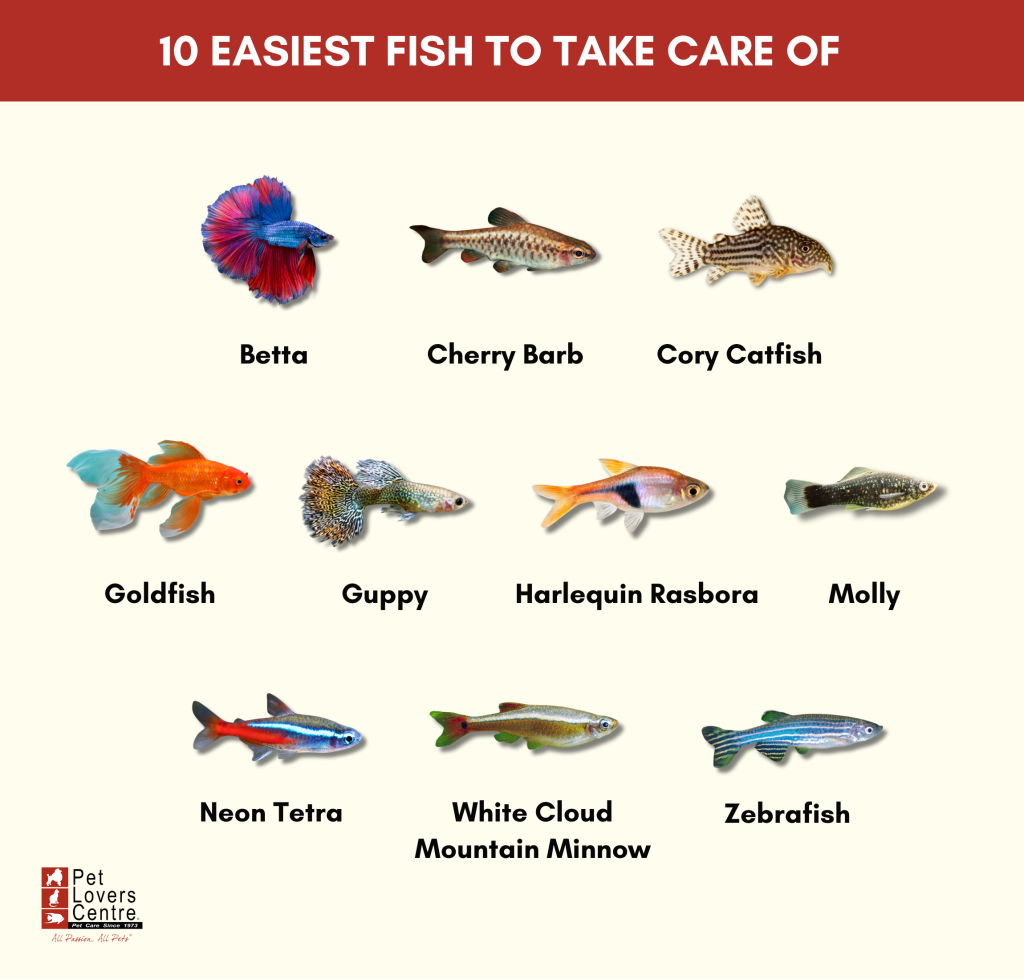 Feeding Ornamental Fish for Social Behavior: Boost Harmony Fast - Top ...