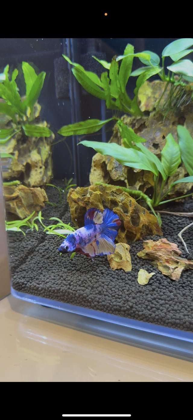 Feeding Ornamental Fish With Pellet Food: Ultimate Guide for Vibrant ...