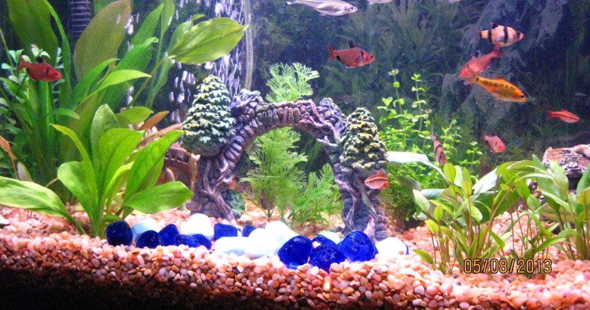 Feeding Tips for Community Tanks: Ultimate Guide for Healthy Fish - Top ...