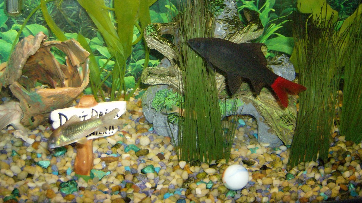 Fish Tank Setup for High-Maintenance Fish: Ultimate Care Guide - Top ...