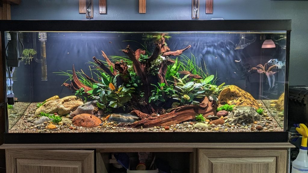 Fish Tank Setup for Hobbyists: Ultimate Guide to Stunning Aquariums ...