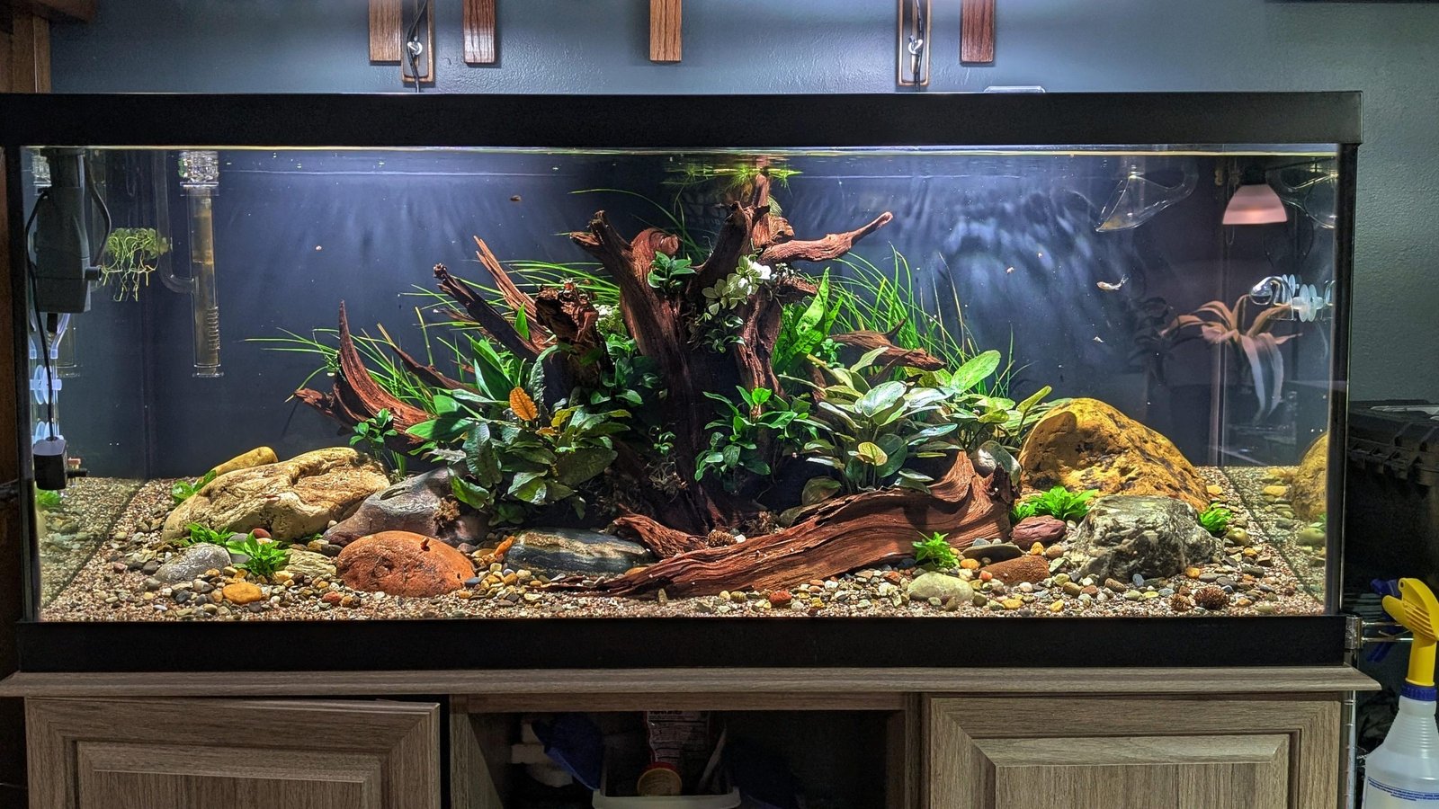 Fish Tank Setup for Hobbyists: Ultimate Guide to Stunning Aquariums ...