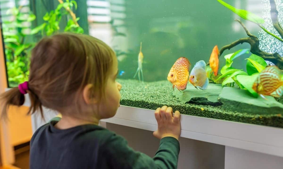 Fish Tank Setup for Juvenile Fish Safety: Essential Tips & Tricks - Top ...