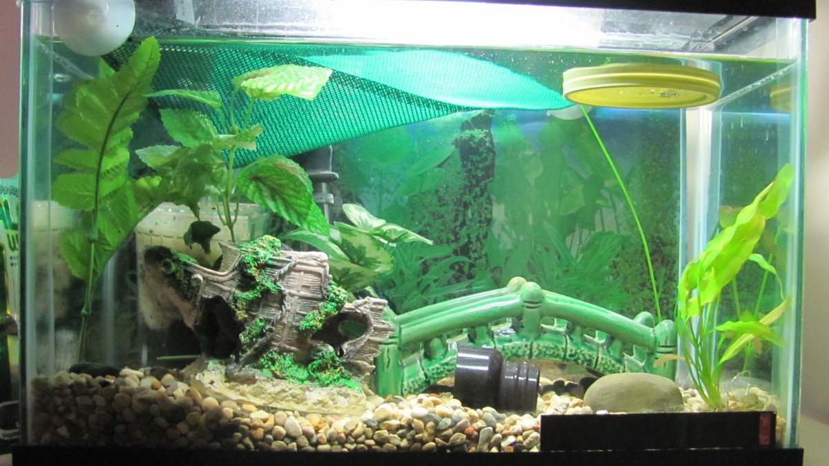 Fish Tank Setup for Large Species: Ultimate Guide for Success - Top ...