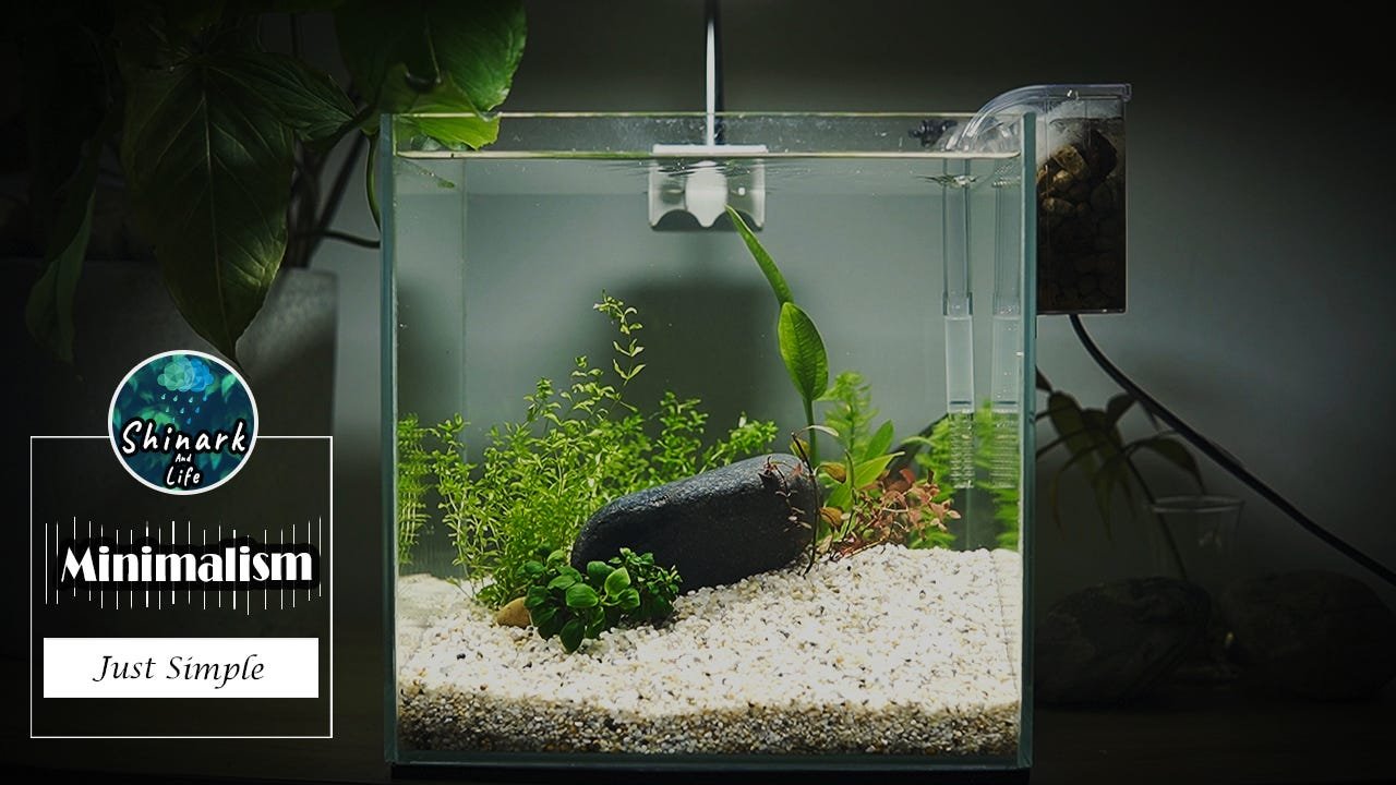 Fish Tank Setup for Minimal Cleaning: Ultimate Easy Maintenance Guide ...