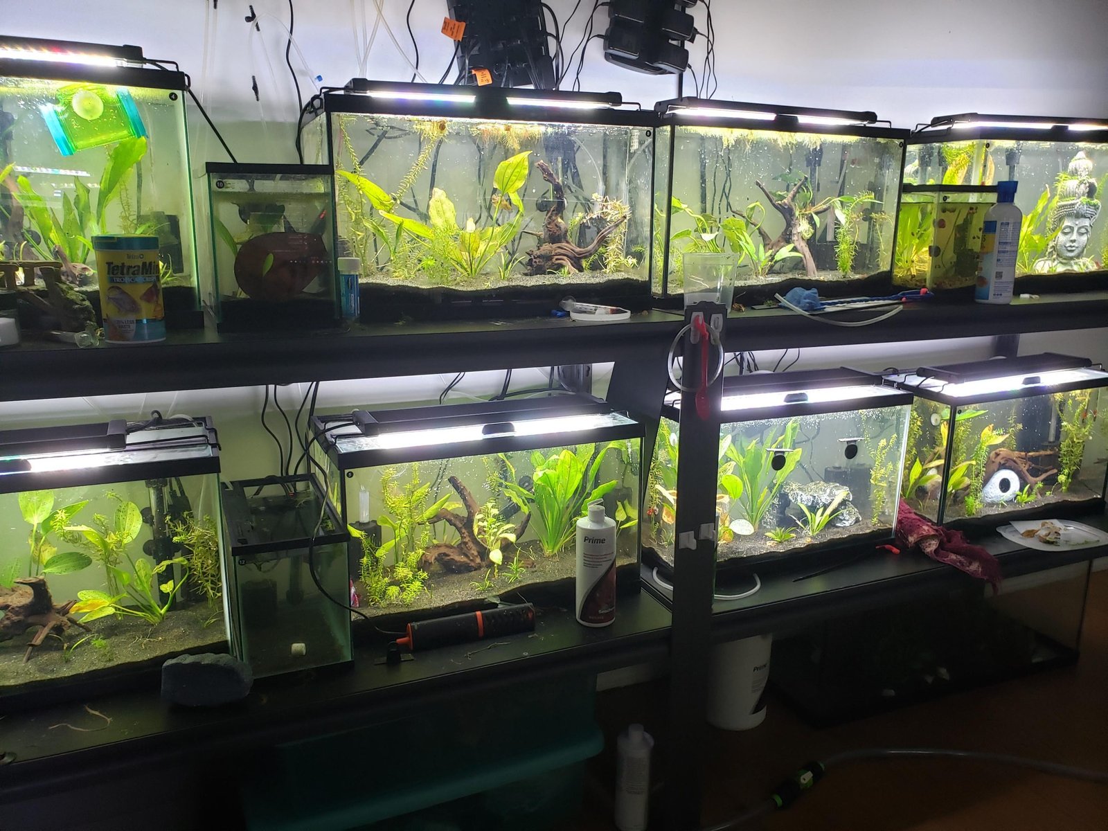 Fish Tank Setup for Multi-Species Tanks: Ultimate Guide & Tips - Top ...