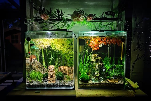 Fish Tank Setup for Nano Fish: Ultimate Guide for Beginners - Top Aquarium