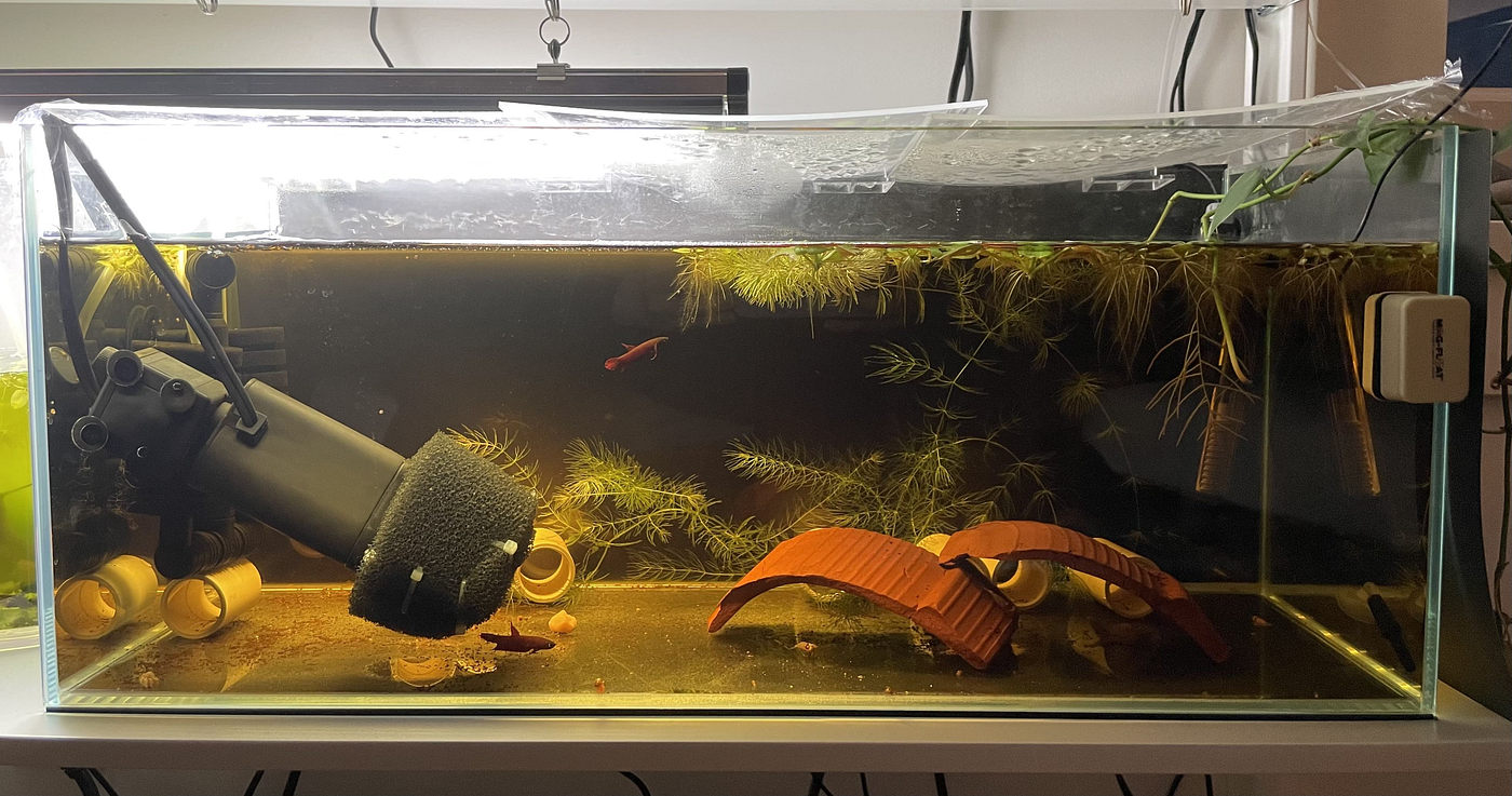 Fish Tank Setup for Sensitive Species: Ultimate Care Tips Revealed ...