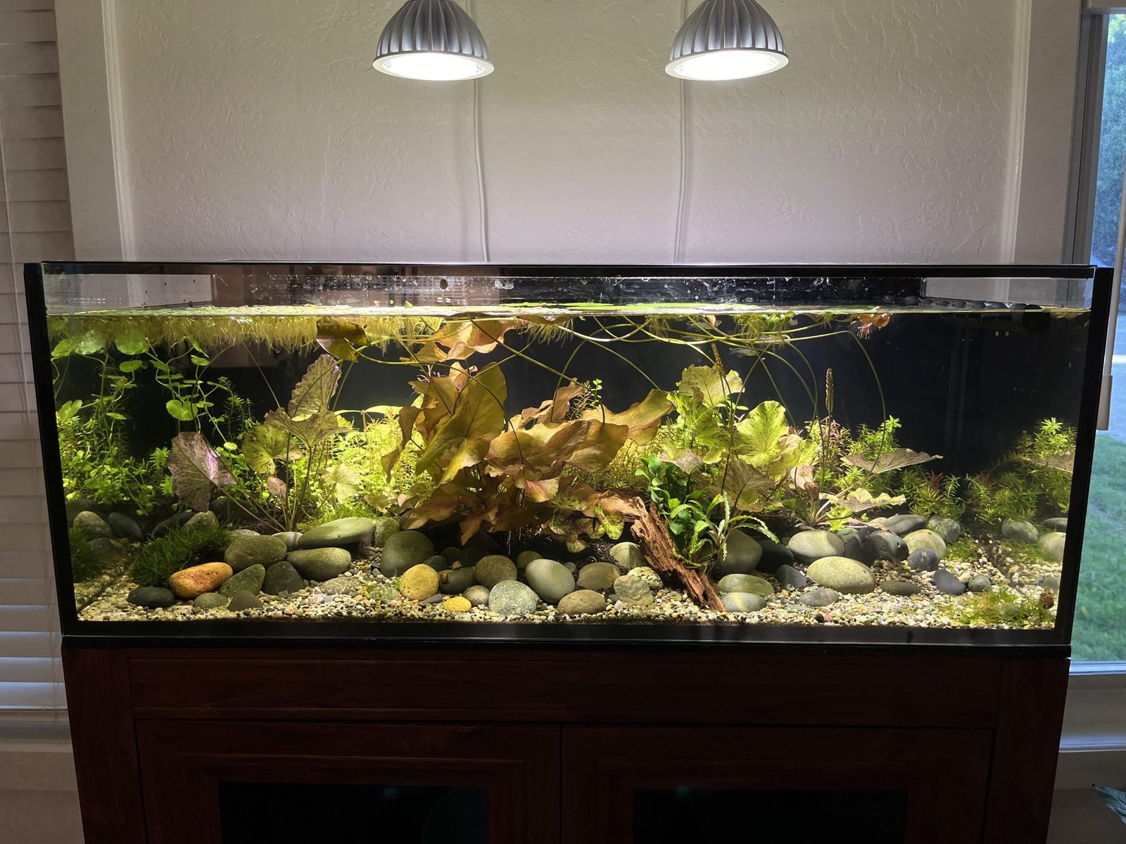 Fish Tank Setup With Advanced Equipment: Ultimate Guide for Success ...