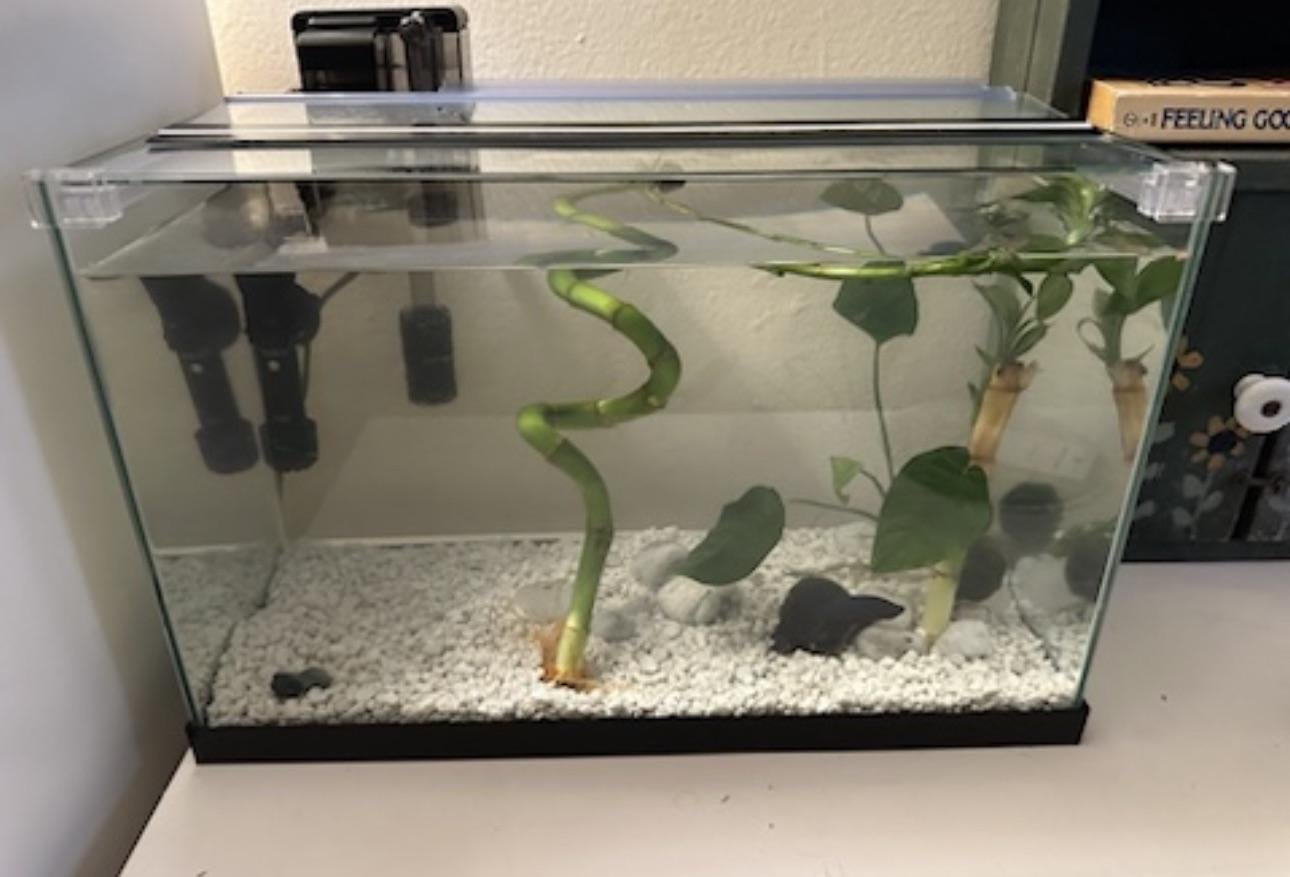 Fish Tank Setup With Dried Food Feeding: Ultimate Guide for Success ...