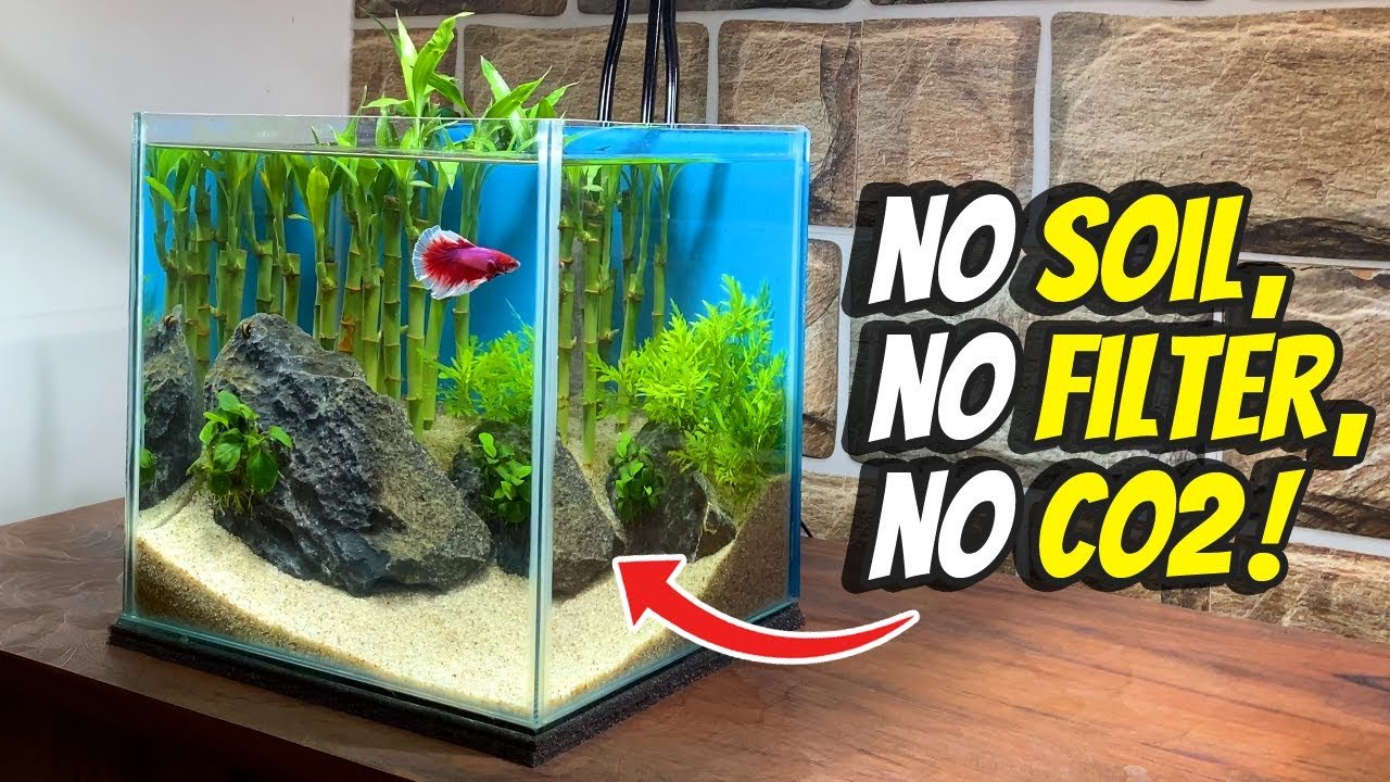 Fish Tank Setup With Filtration: Ultimate Guide for Crystal Clear Water ...