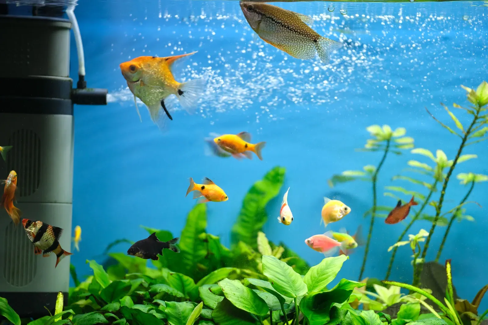 Fish Tank Setup With Gentle Water Flow: Ultimate Guide for Serenity ...