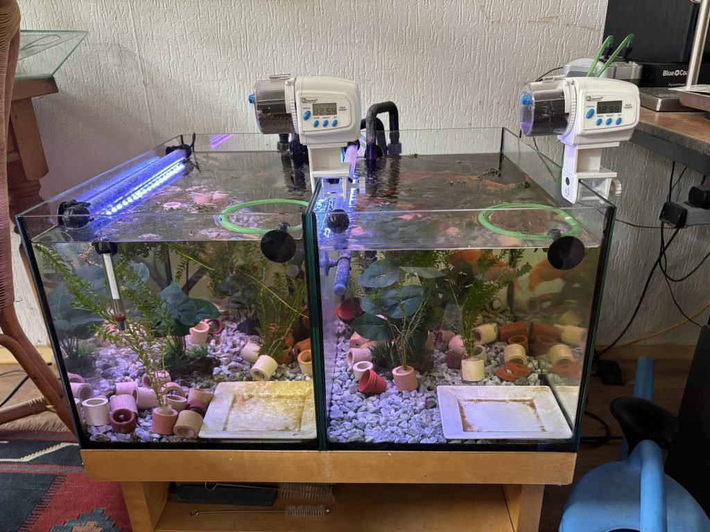 Fish Tank Setup With Manual Feeder: Easy Steps for Perfect Care ...