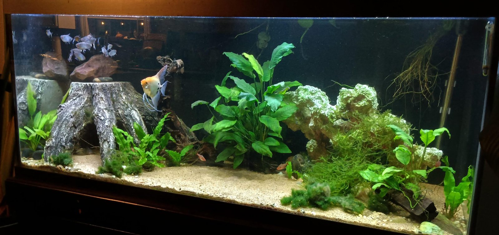 Fish Tank Setup With Sand Substrate: Ultimate Guide for Beginners - Top ...