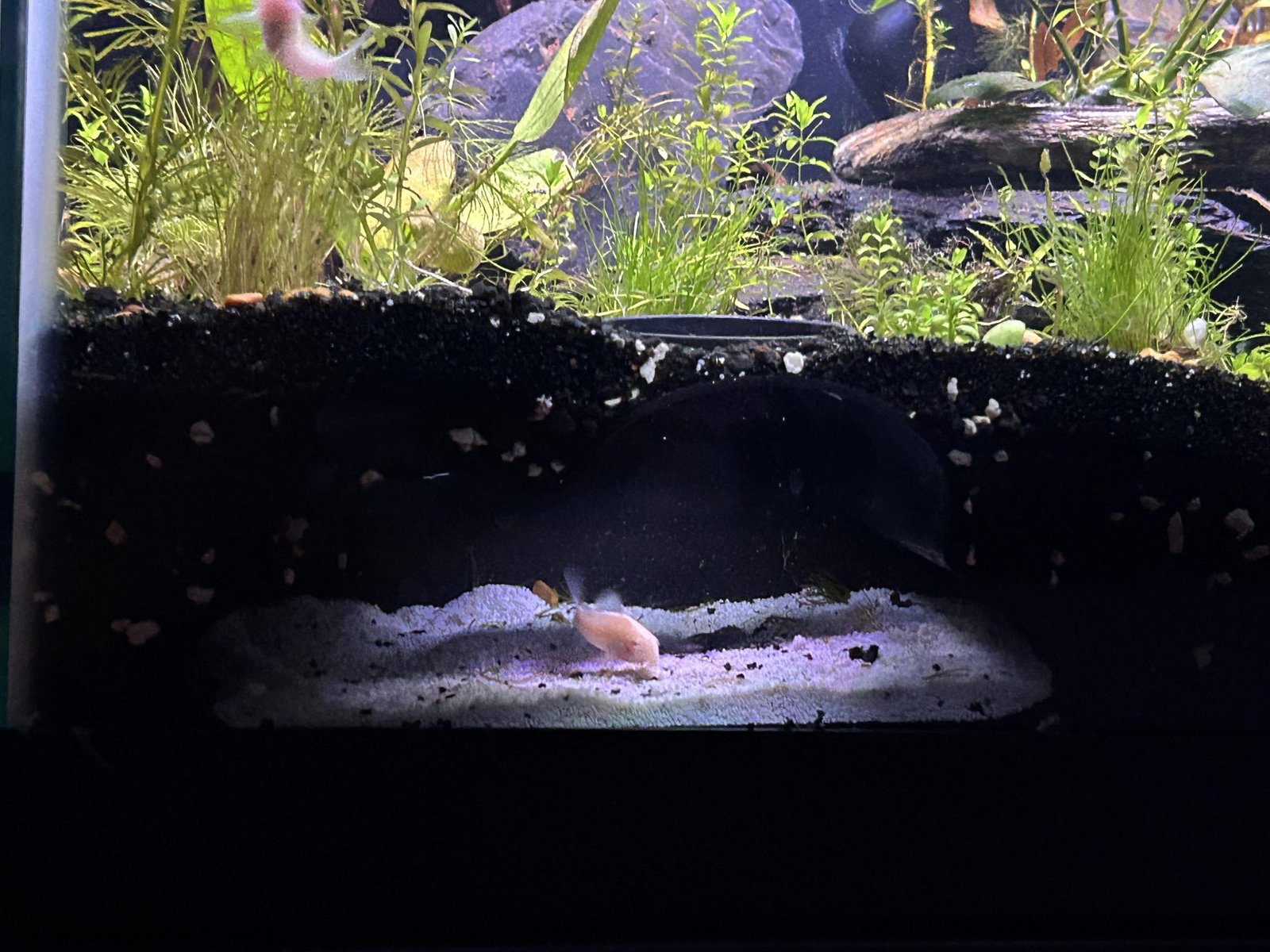 Fish Tank Setup With Tunnels: Ultimate Guide for Stunning Aquariums ...