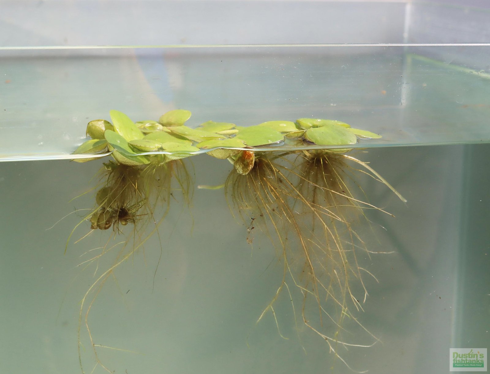 Floating Aquarium Plants: Top Tips for a Stunning Tank Setup - Top Aquarium