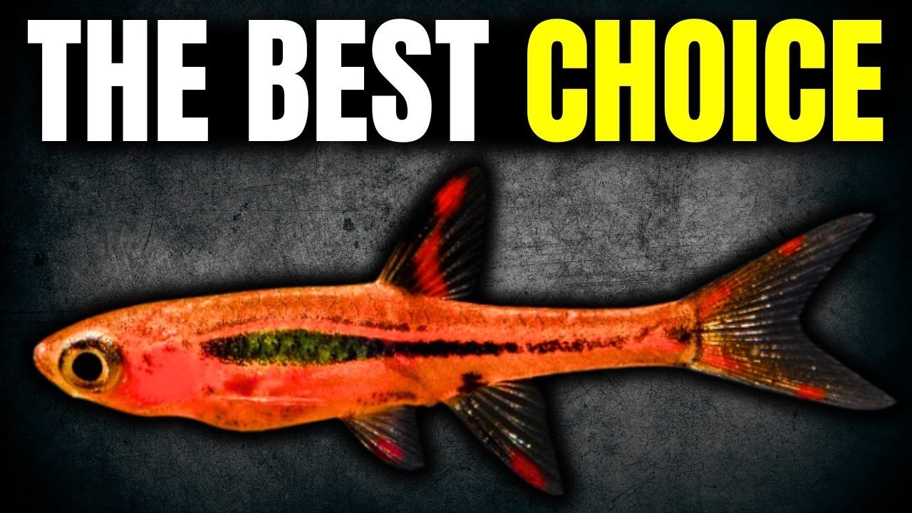 Freshwater Species That Thrive in Large Tanks: Top Picks - Top Aquarium