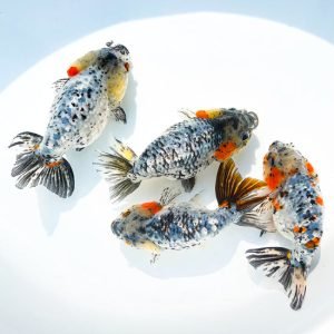 Goldfish Color Variations Guide: Stunning Hues to Brighten Your ...