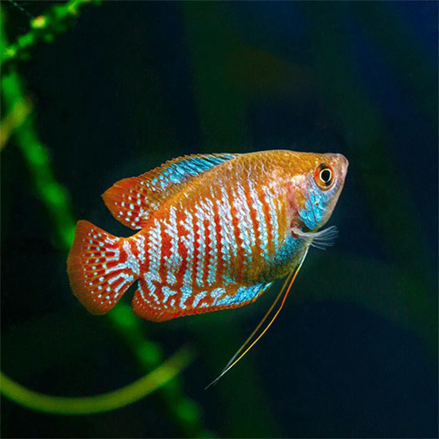 Gourami Ideal Water Temperature: Expert Tips for Perfect Care - Top ...