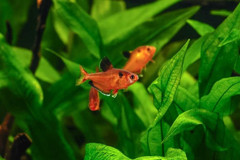 Guide to Feeding Fish in a Species-Specific Tank: Expert Tips - Top ...