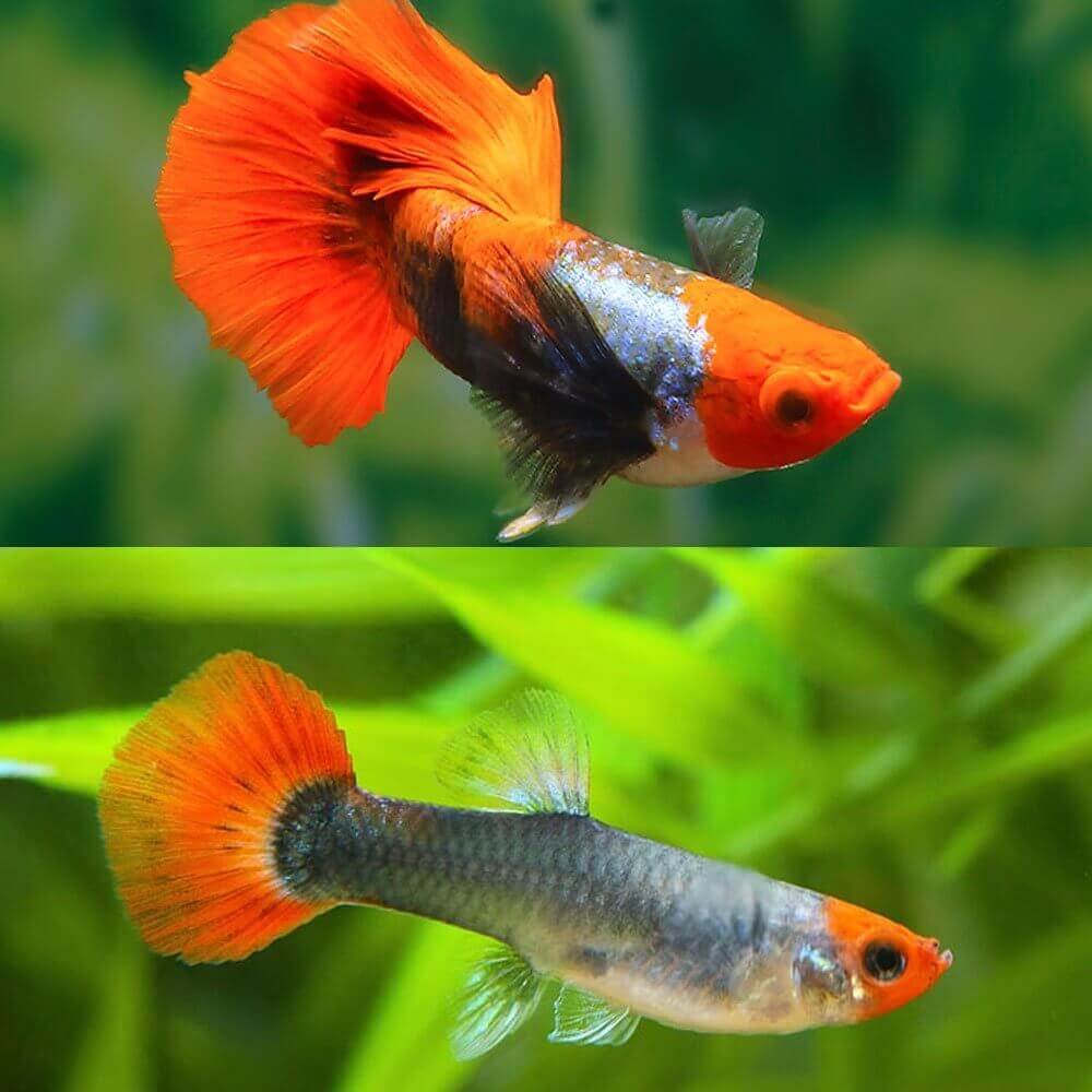Guppy Breeding Season Tips: Expert Tricks for Successful Spawning - Top ...