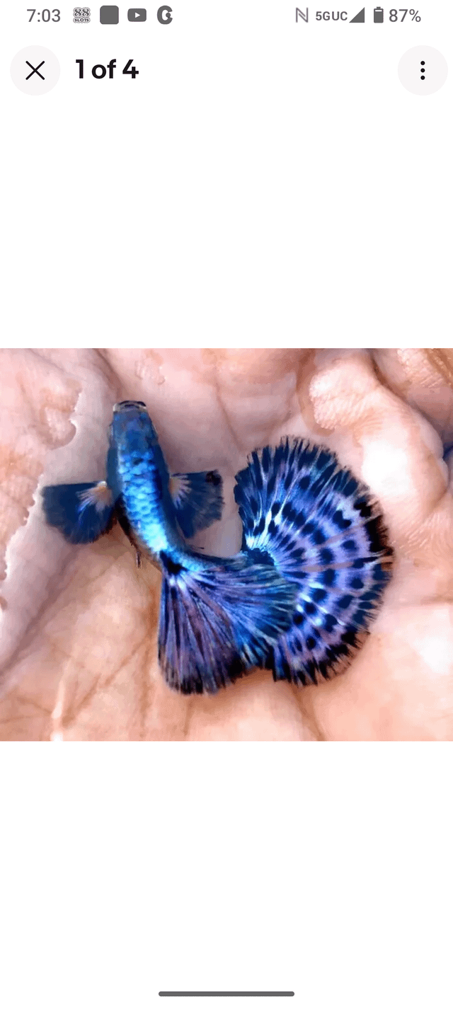 Guppy Cold-Tolerant Strains: Ultimate Guide to Hardy Varieties - Top ...