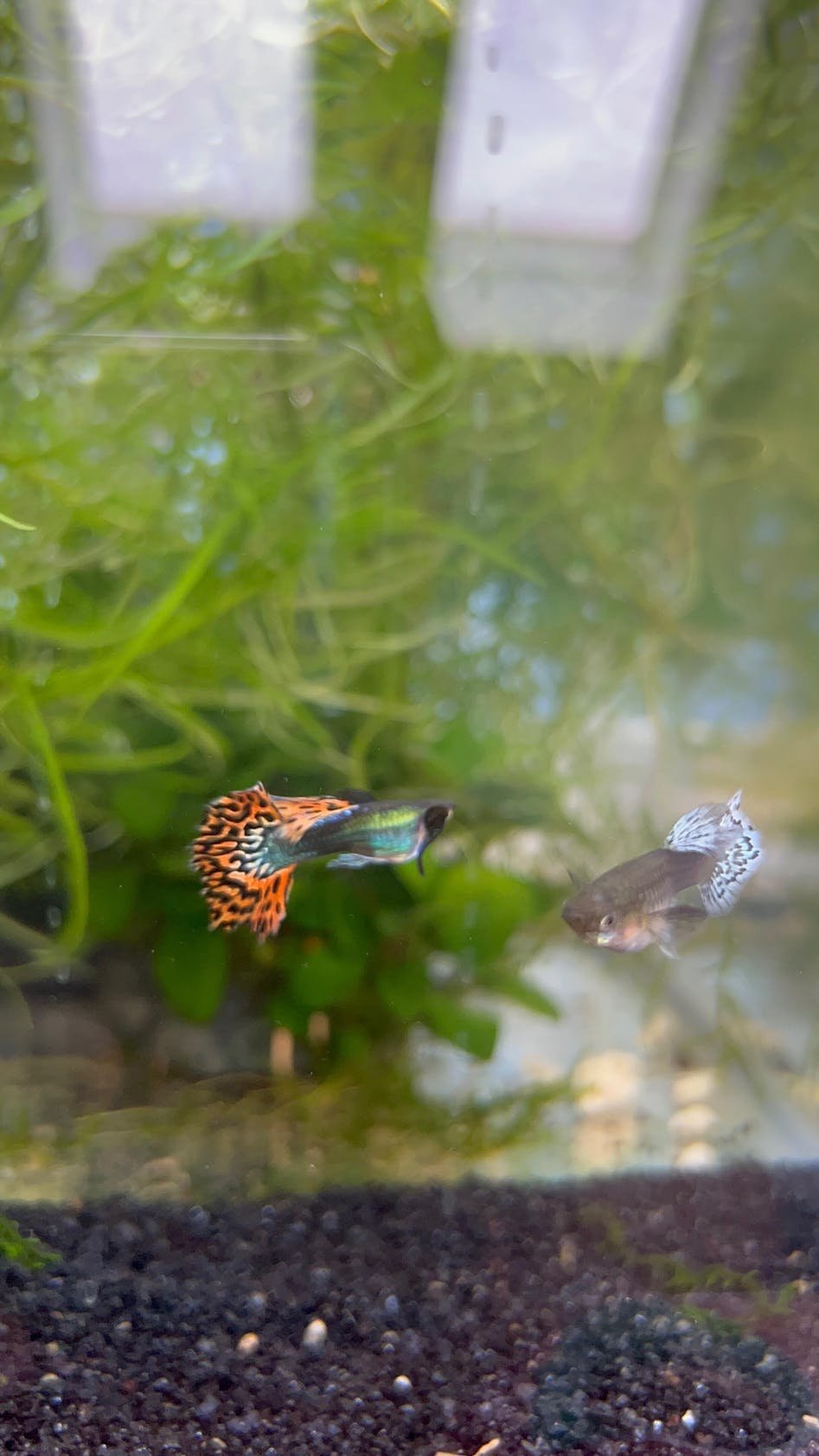 Guppy Color Intensity Improvement: Ultimate Tips for Vibrant Fish - Top ...