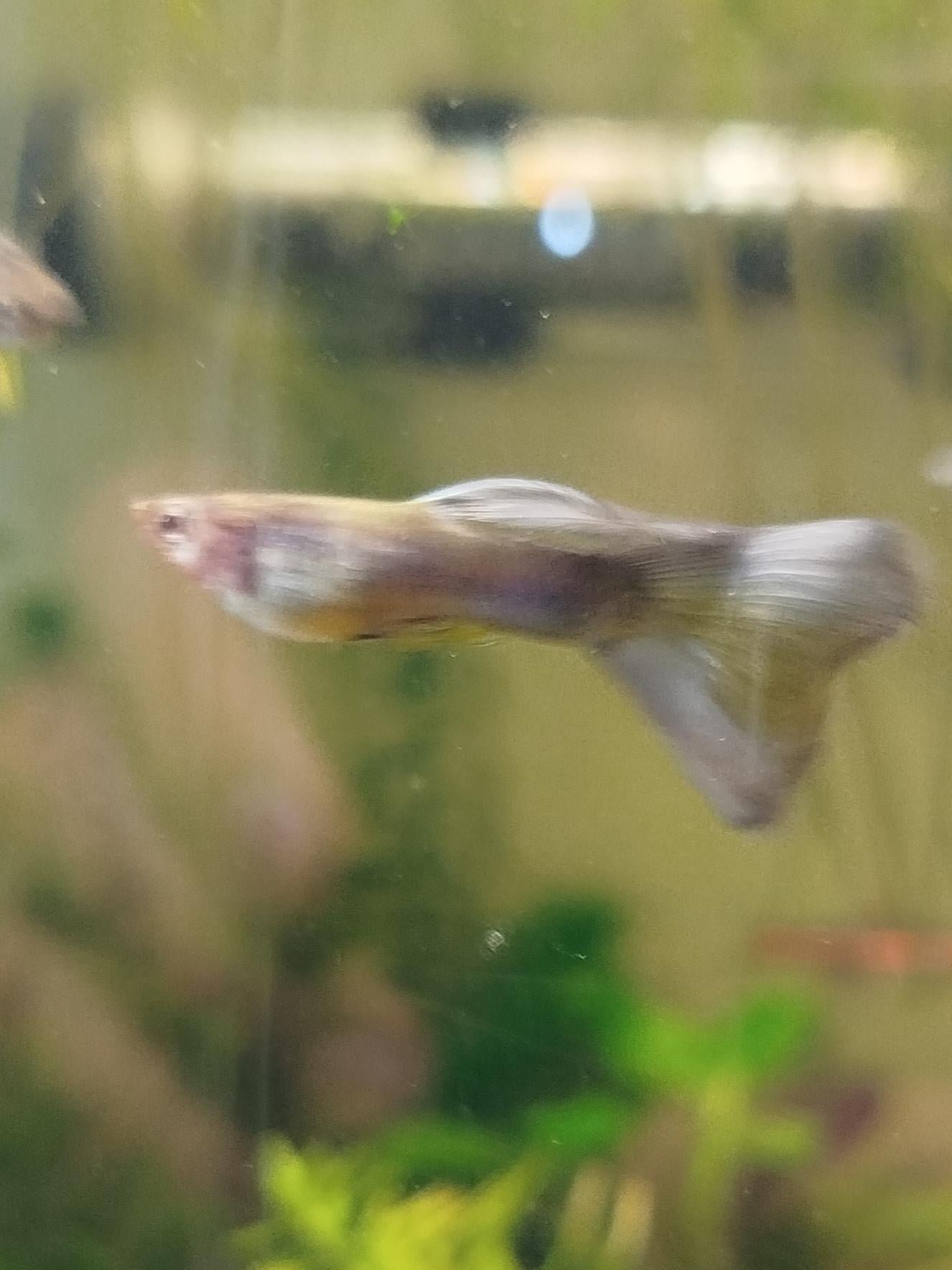 Guppy Female Color Changes: Stunning Transformations Explained - Top ...