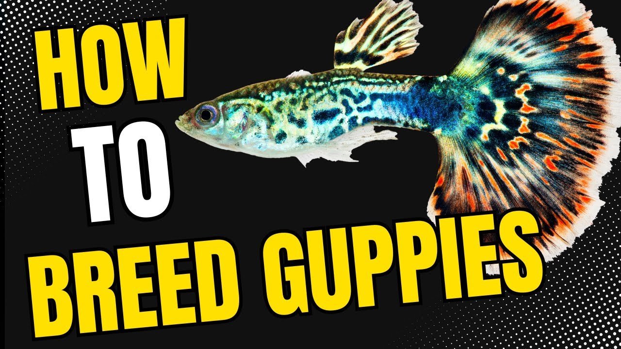 Guppy Fry Care Tips: Essential Guide for Healthy Baby Guppies - Top ...