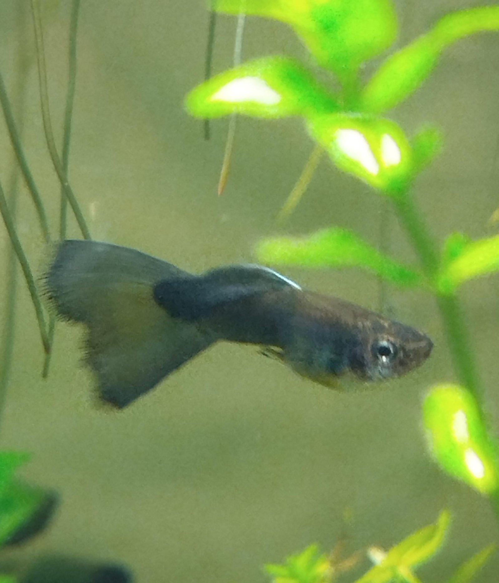 Guppy Male Color Changes: Stunning Transformations Explained - Top Aquarium