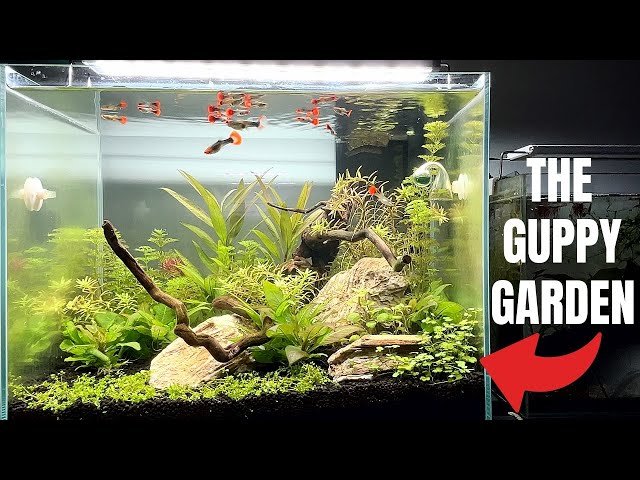 Guppy Tank Setup for Beginners: Easy Steps for a Thriving Aquarium ...