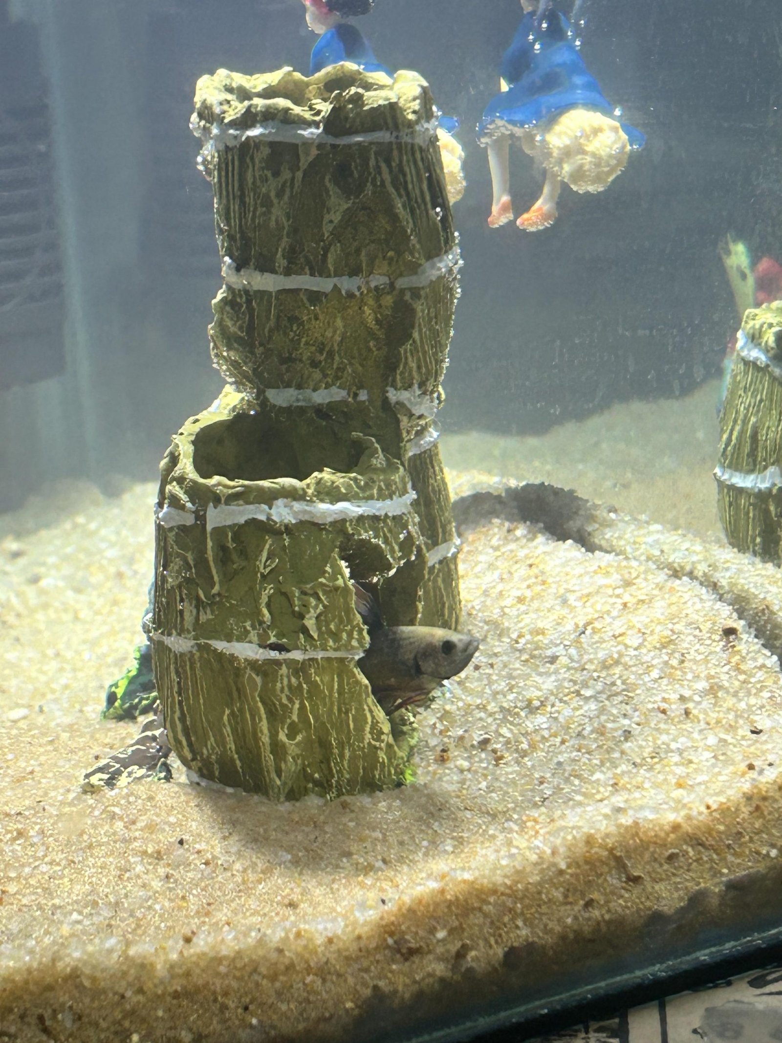 Hiding Spots for Shy Fish: Top Safe Havens to Boost Comfort - Top Aquarium