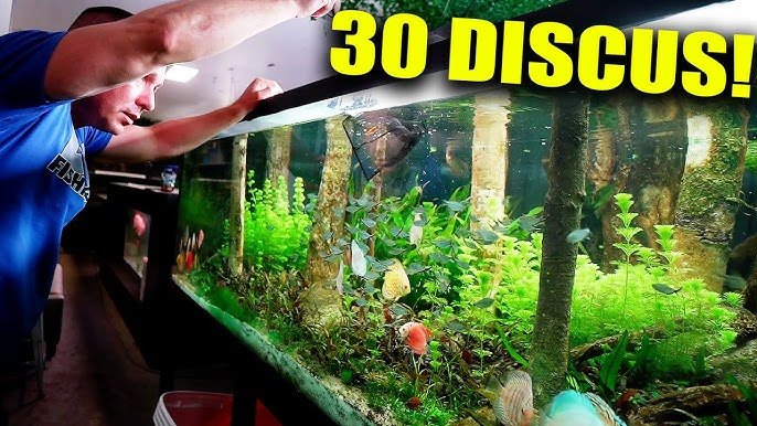 How to Breed Discus in Tanks: Expert Tips for Perfect Success - Top ...