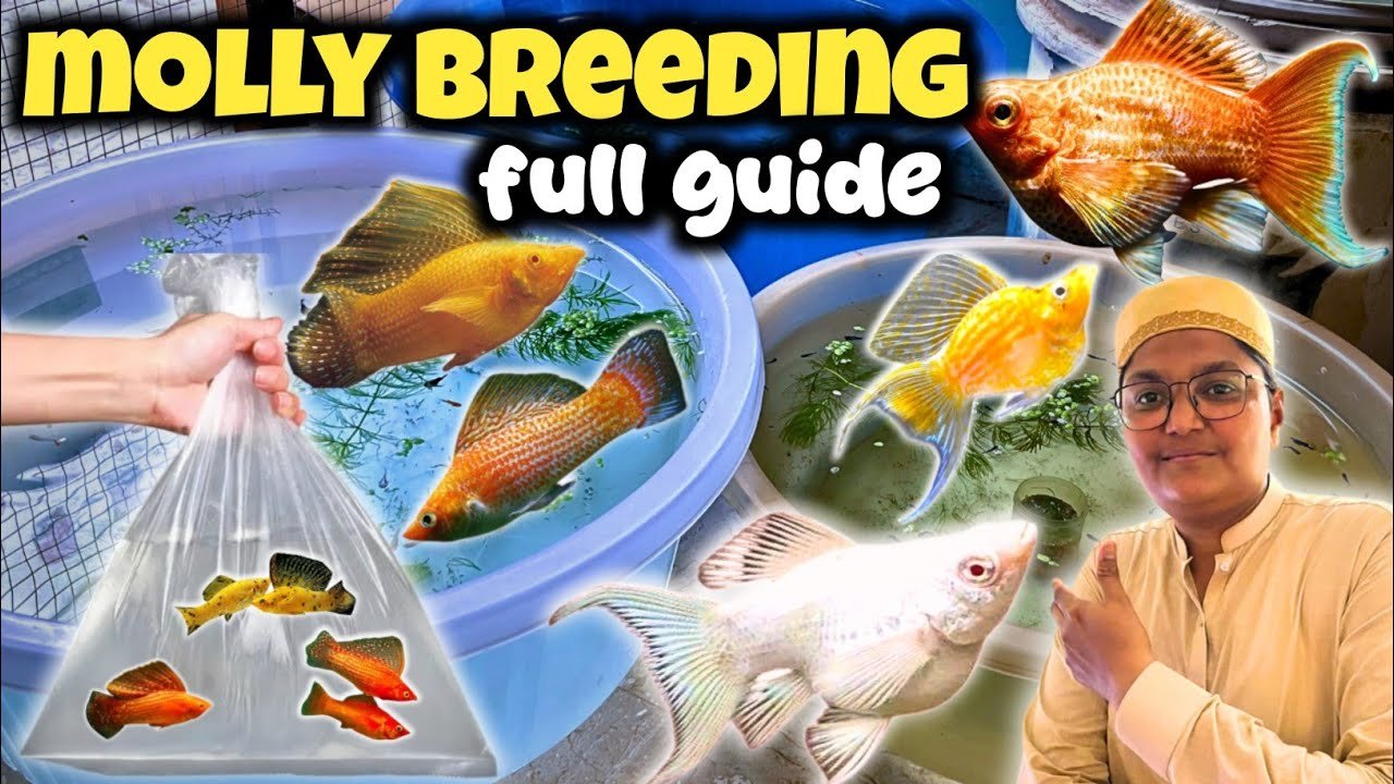 How to Breed Molly Fish: Expert Tips for Successful Spawning - topaqurium