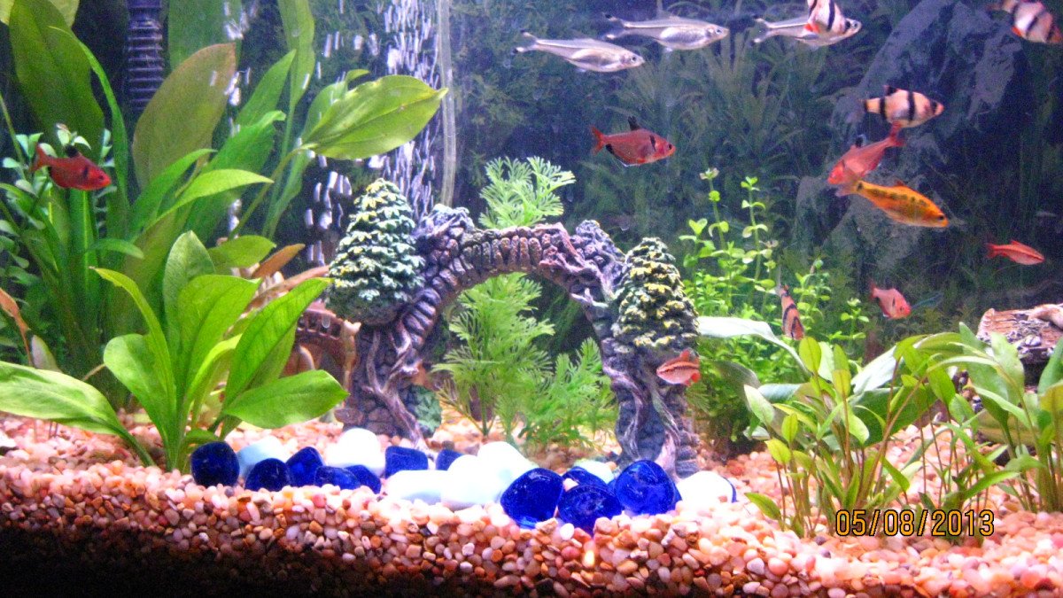 How to Care for Community Freshwater Species: Expert Tips Revealed ...