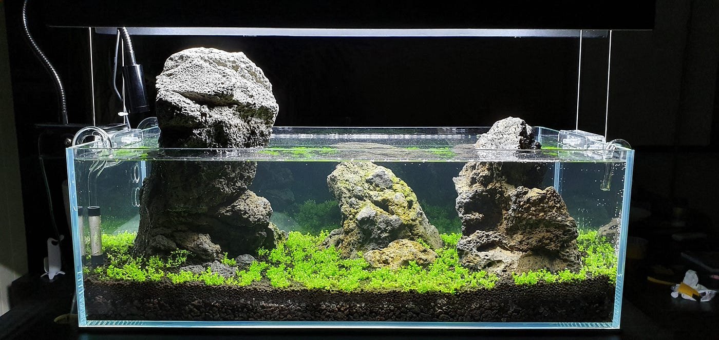 How to Create an Aquascape for a Species-Specific Tank: Expert Tips ...
