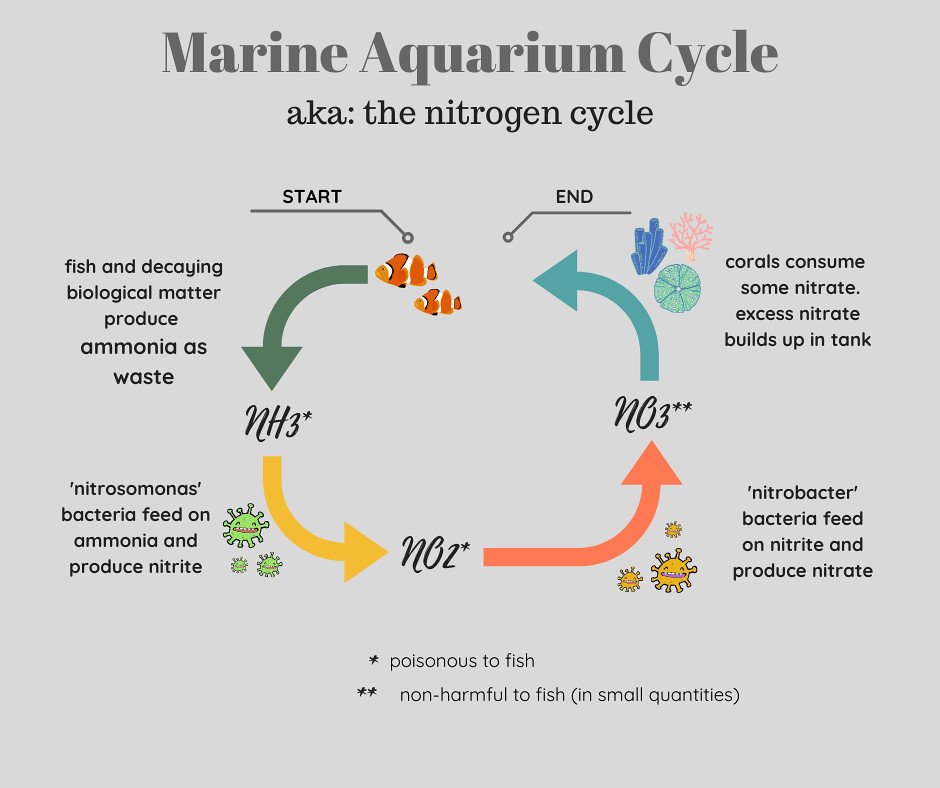 How to Cycle a Tank for Saltwater Species: Ultimate Step-by-Step Guide ...