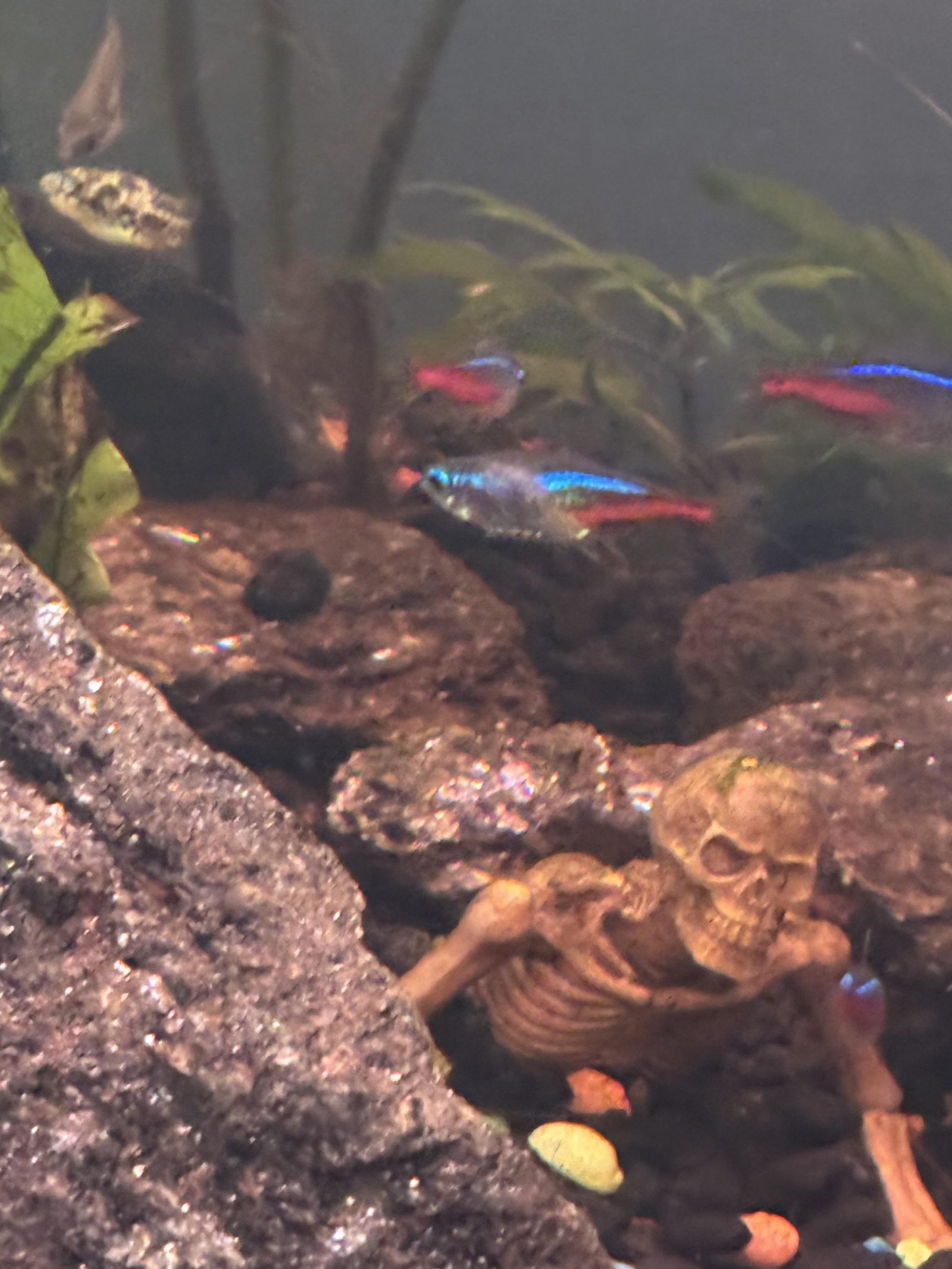 How to Enhance Fish Slime Coat: Proven Tips for Healthy Fish - Top Aquarium