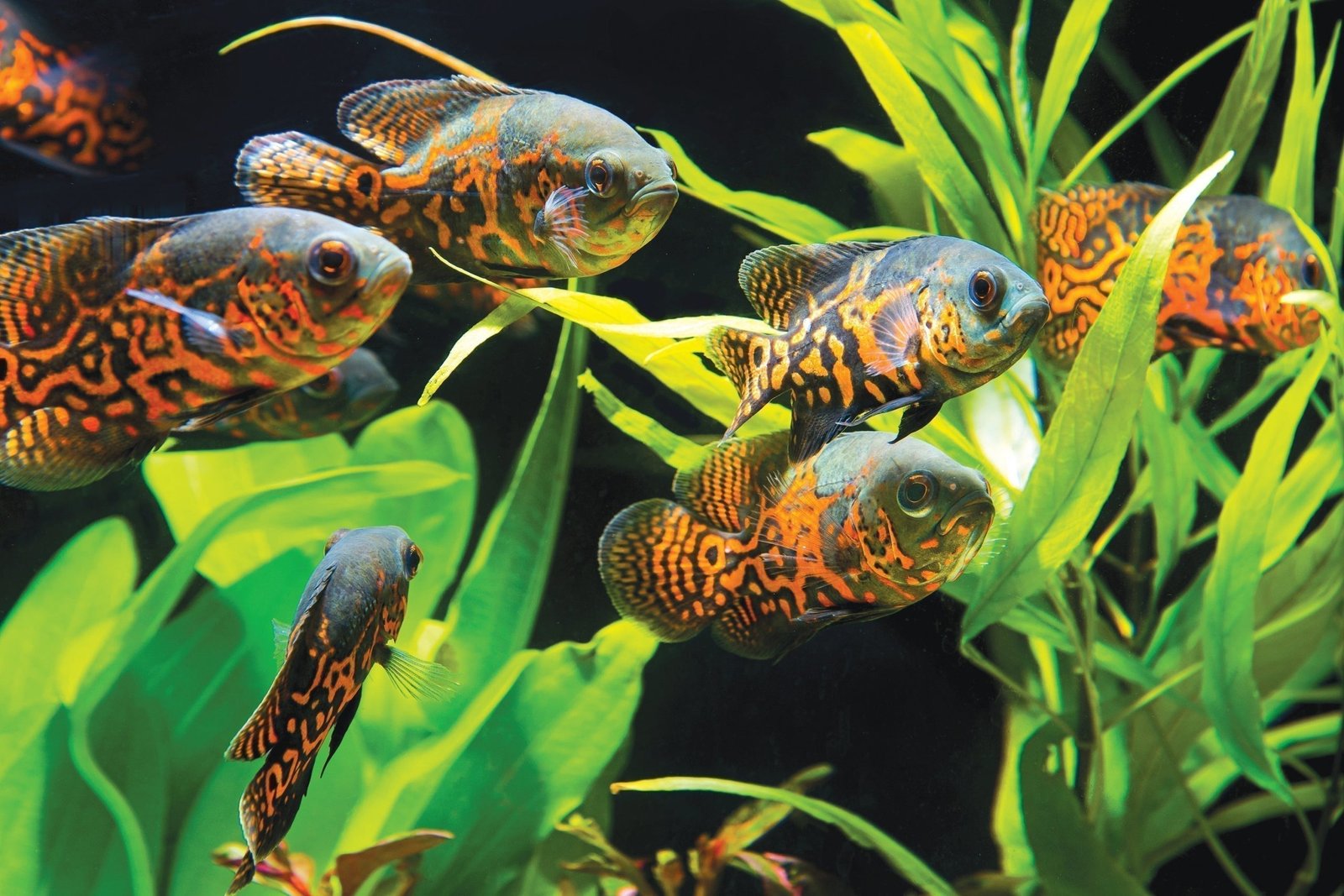 How to Keep Fish Species Happy in an Aquarium: Expert Tips - Top Aquarium