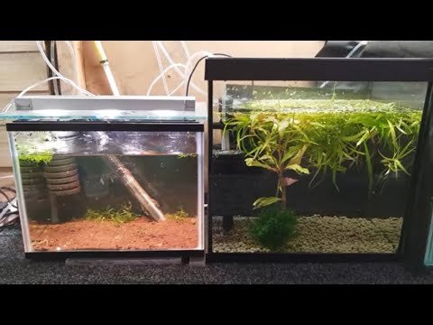 How to Raise Fry in a Species Tank: Essential Tips for Success - Top ...