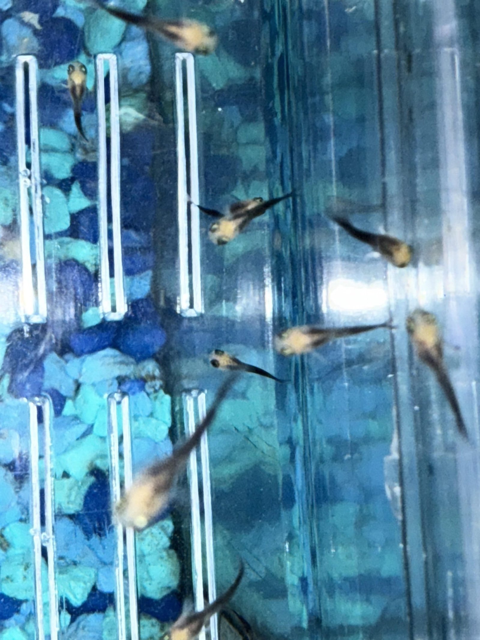 How to Raise Molly Fry in Small Tanks: Ultimate Care Guide - Top Aquarium
