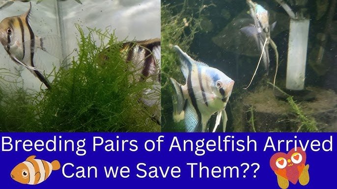 How to Select Angelfish Pairs for Breeding: Expert Tips Revealed - Top ...