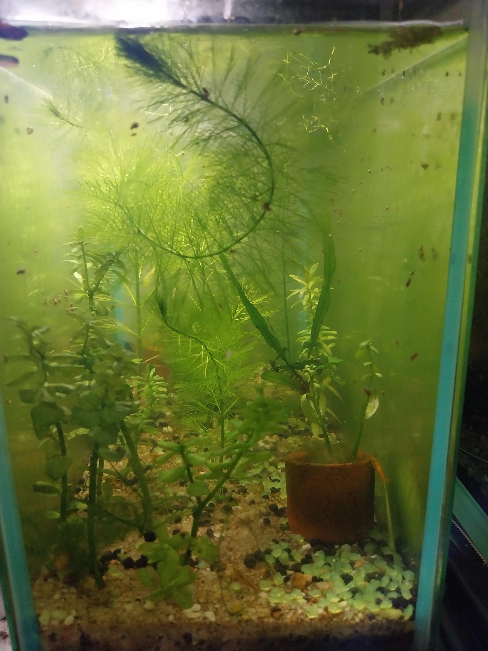 Ideal Water Temperature for Guppies: Ultimate Guide to Perfect Care ...