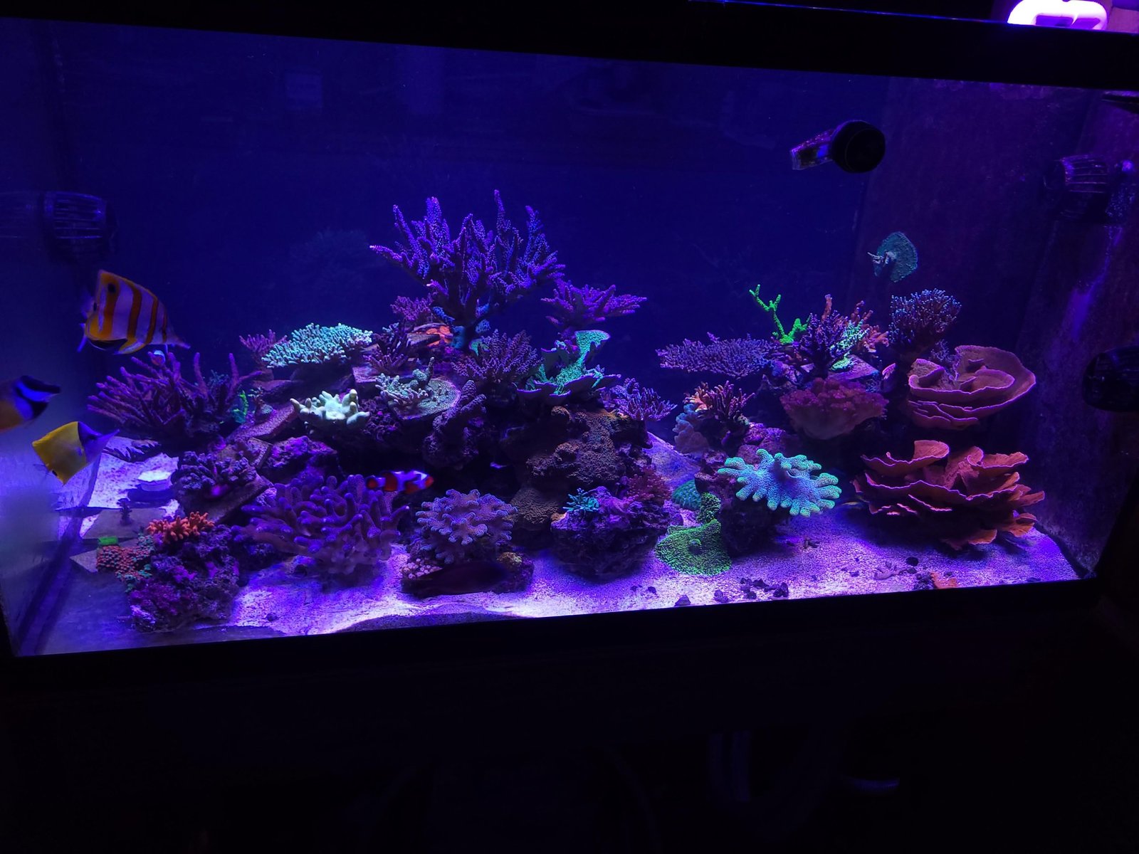 Led Lighting for Breeding Coral Tanks: Boost Growth & Vibrancy - Top ...