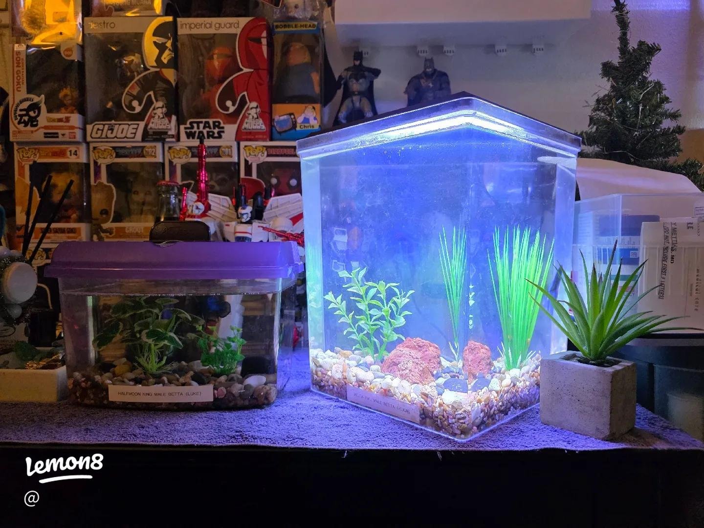 Led Lighting for Community Tank Harmony: Ultimate Guide to Vibrant ...