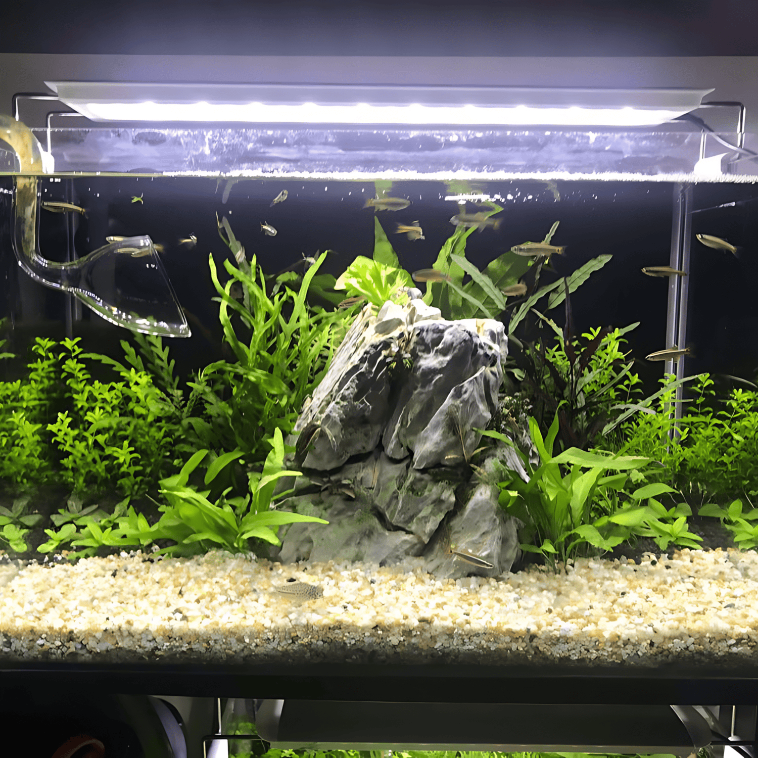 Led Lighting for Nano Community Tanks: Brighten Your Aquascape ...